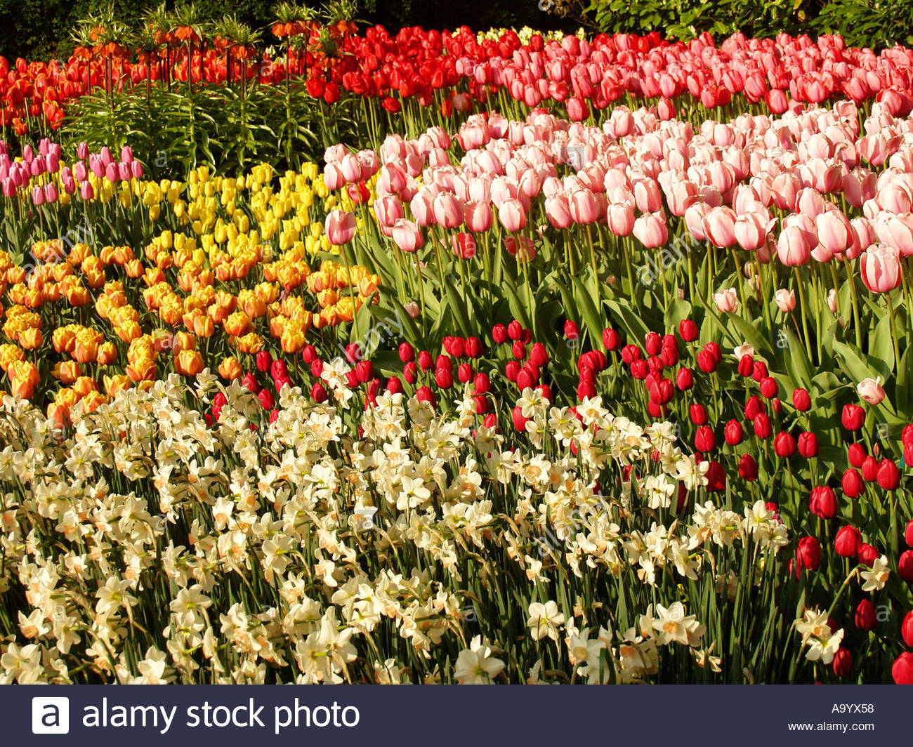 Keukenhof gardens in Lisse Netherlands Stock Photo - Alamy
