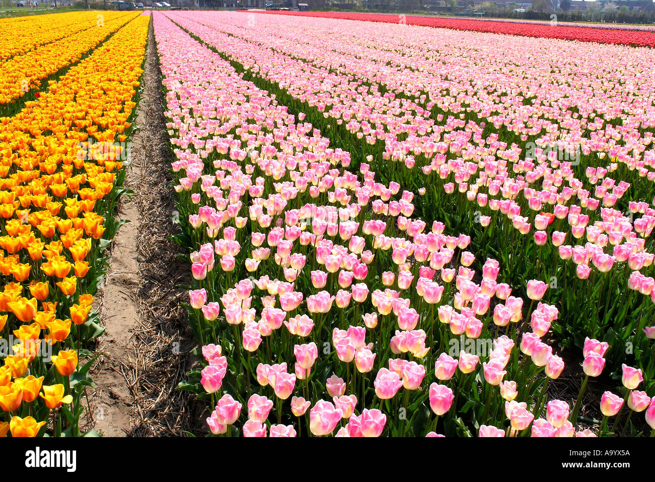 Lisse horticulture field fields hi-res stock photography and images - Alamy