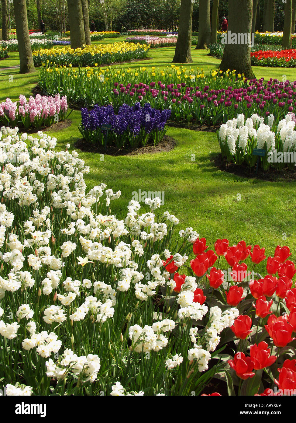 Keukenhof gardens in Lisse Netherlands Stock Photo - Alamy
