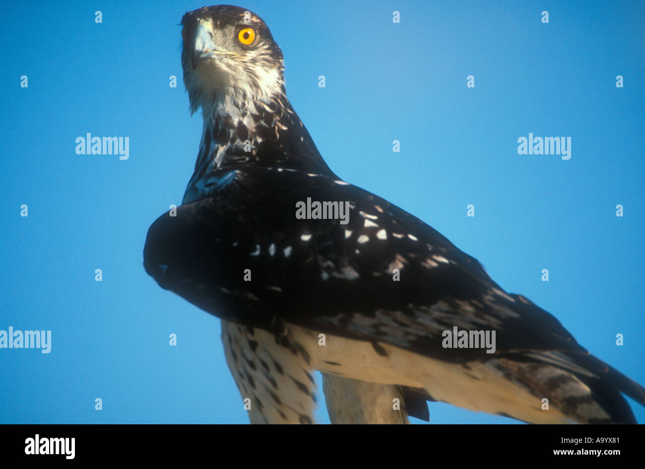 African hawk eagle - in captivity Stock Photo - Alamy