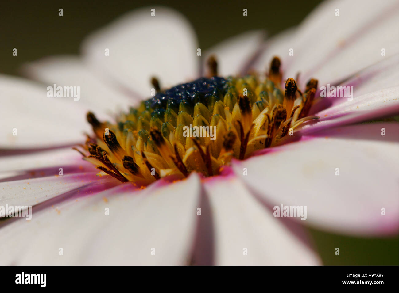 Purple Daisy Osteospermum Family Showing Close Up of Petals and Stamen ...