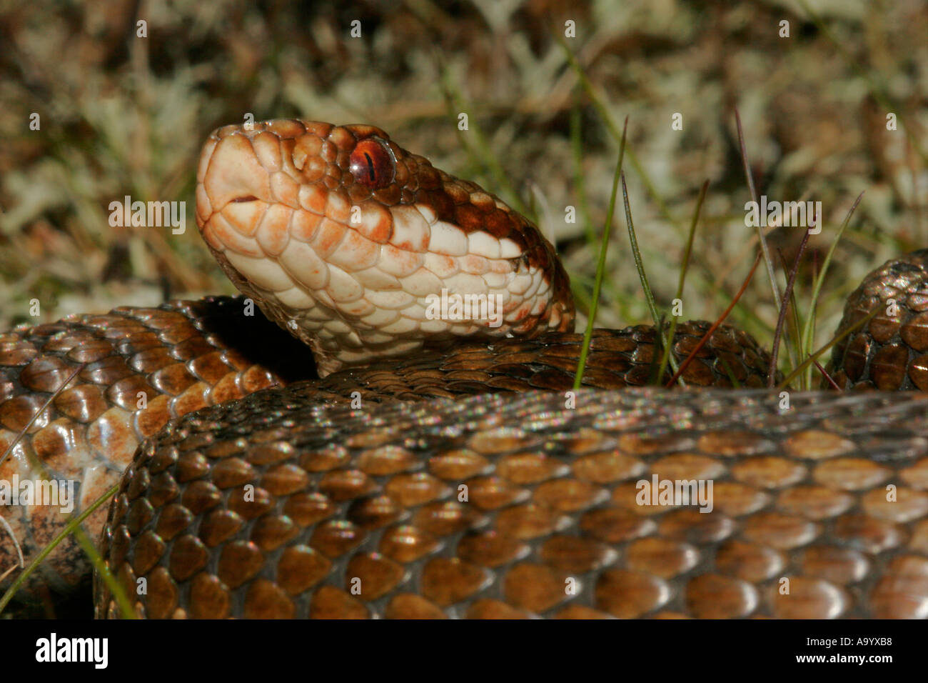Diamond pattern snake hi-res stock photography and images - Alamy