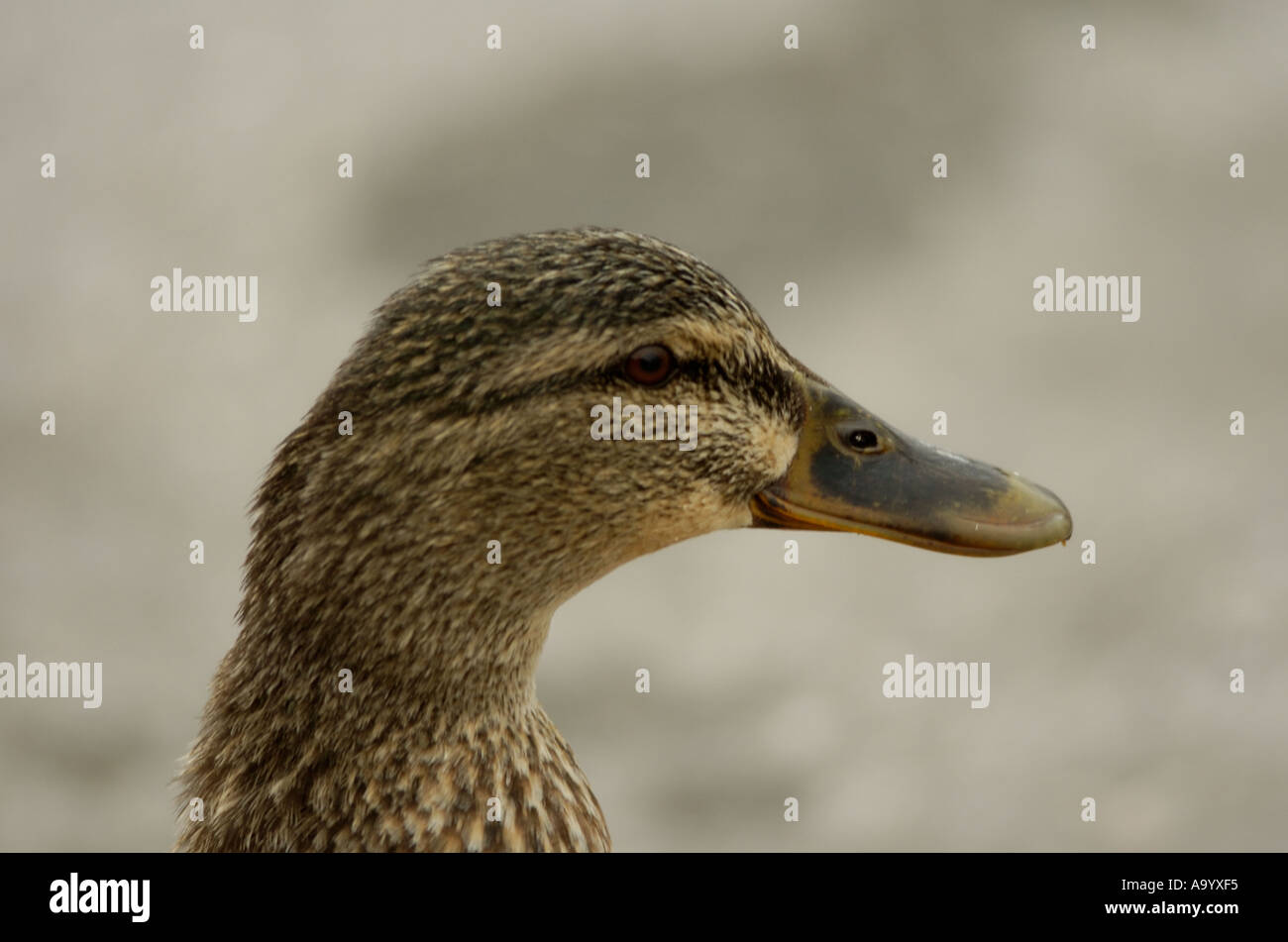 Closeup profile of duck Stock Photo - Alamy
