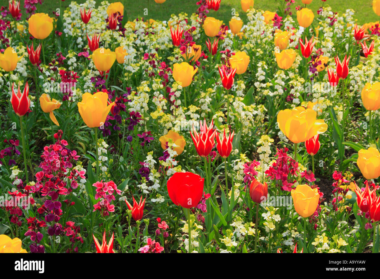 Spring flower border Stock Photo - Alamy