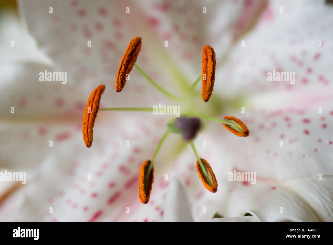 White lily stamens pollen hi-res stock photography and images - Alamy