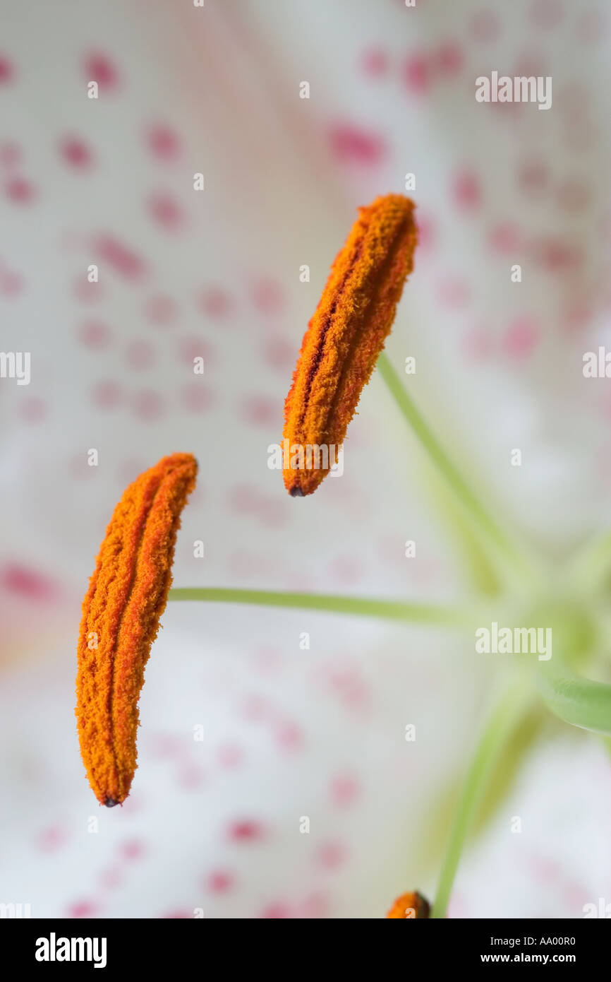 White lily stamens pollen hi-res stock photography and images - Alamy