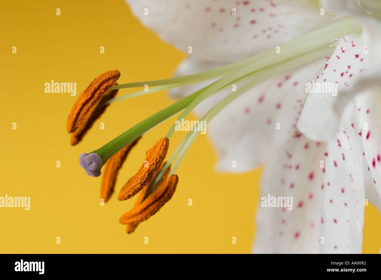 White lily stamens pollen hi-res stock photography and images - Alamy