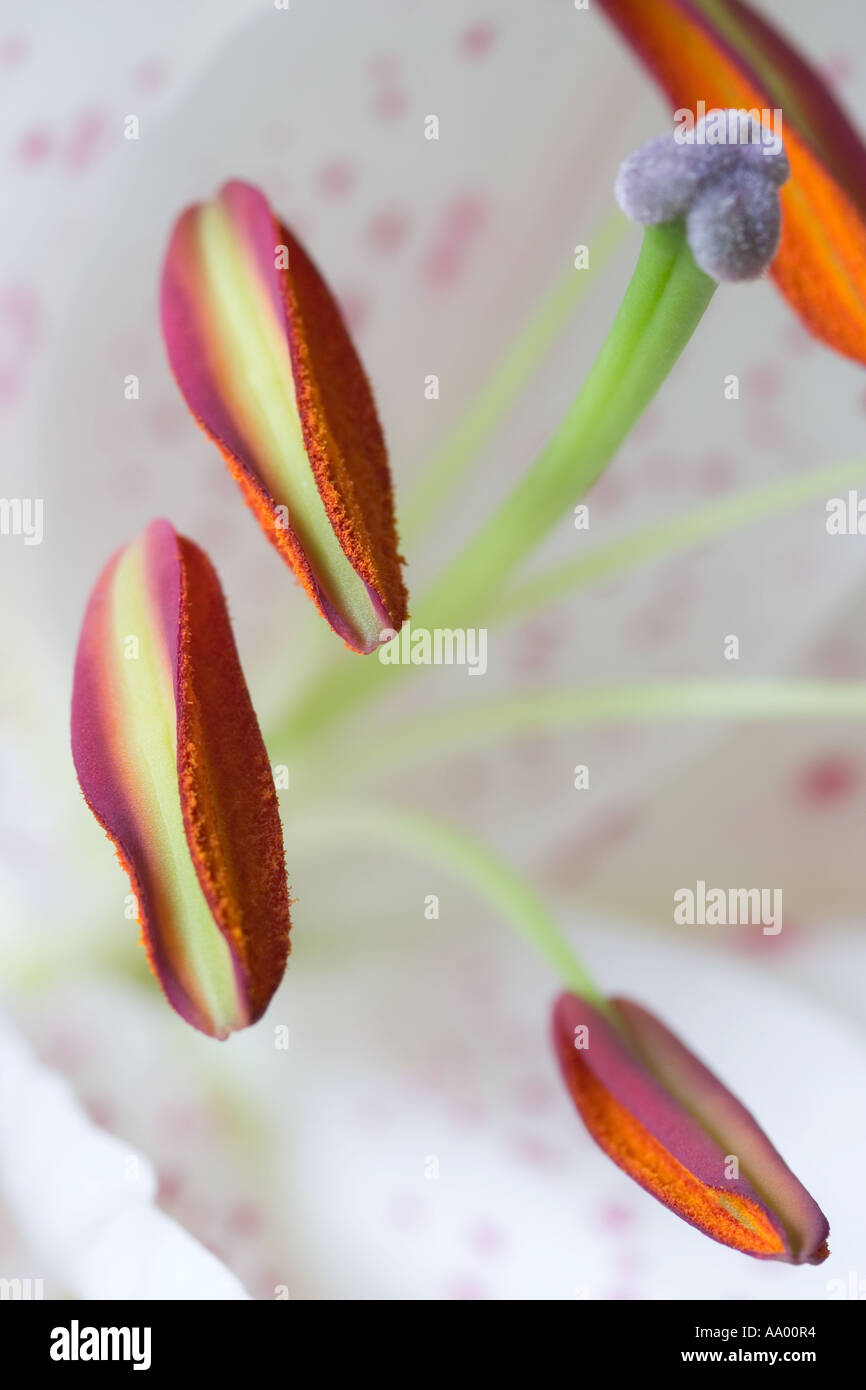White lily stamens pollen hi-res stock photography and images - Alamy