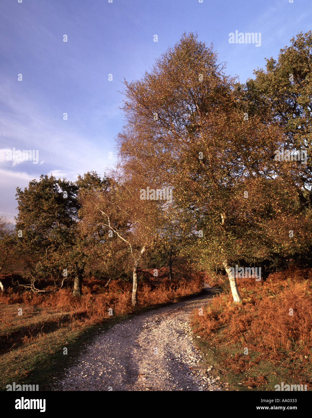 Ibsley new forest hi-res stock photography and images - Alamy