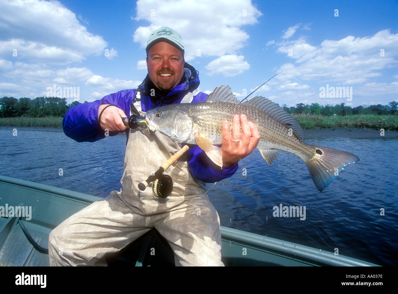 Man with redfish caught while fly fishing in North Carolina USA model ...