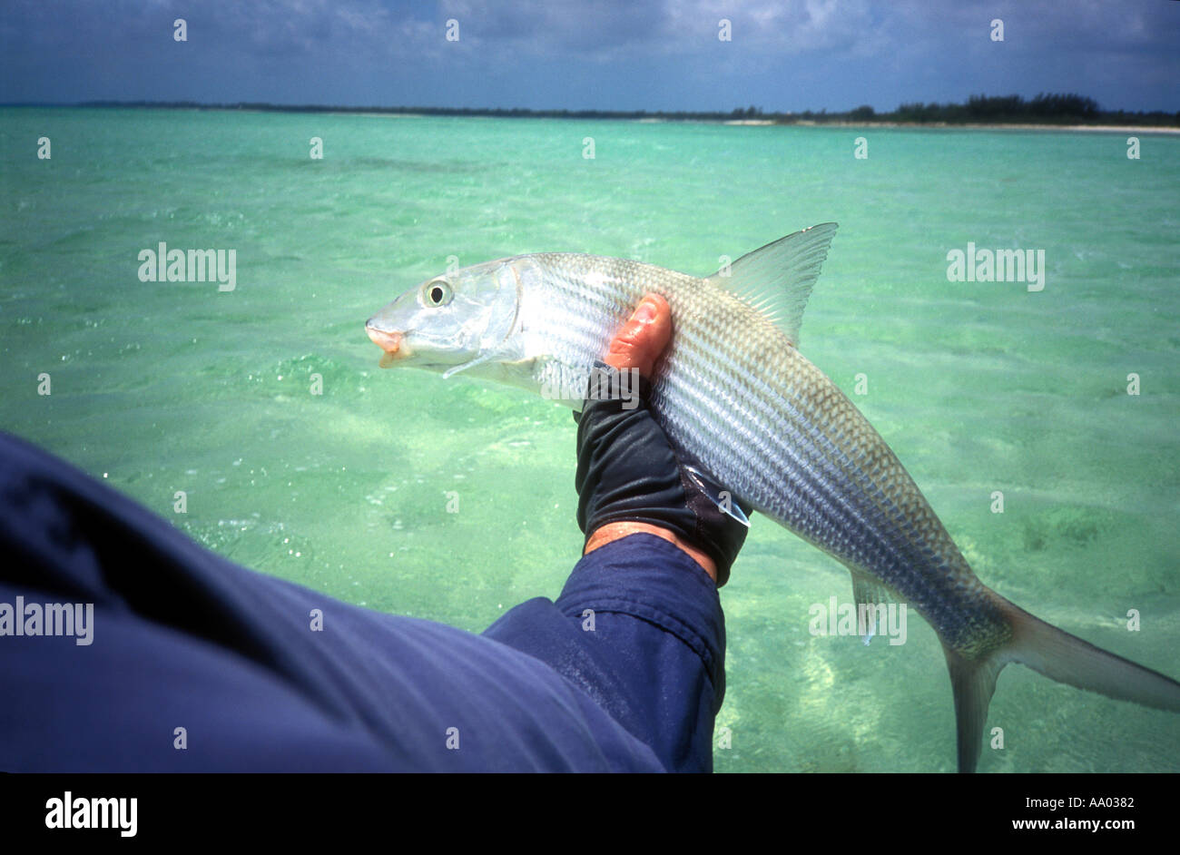 Hand holding bonefish albula vulpes caught while fly fishing on Abaco ...