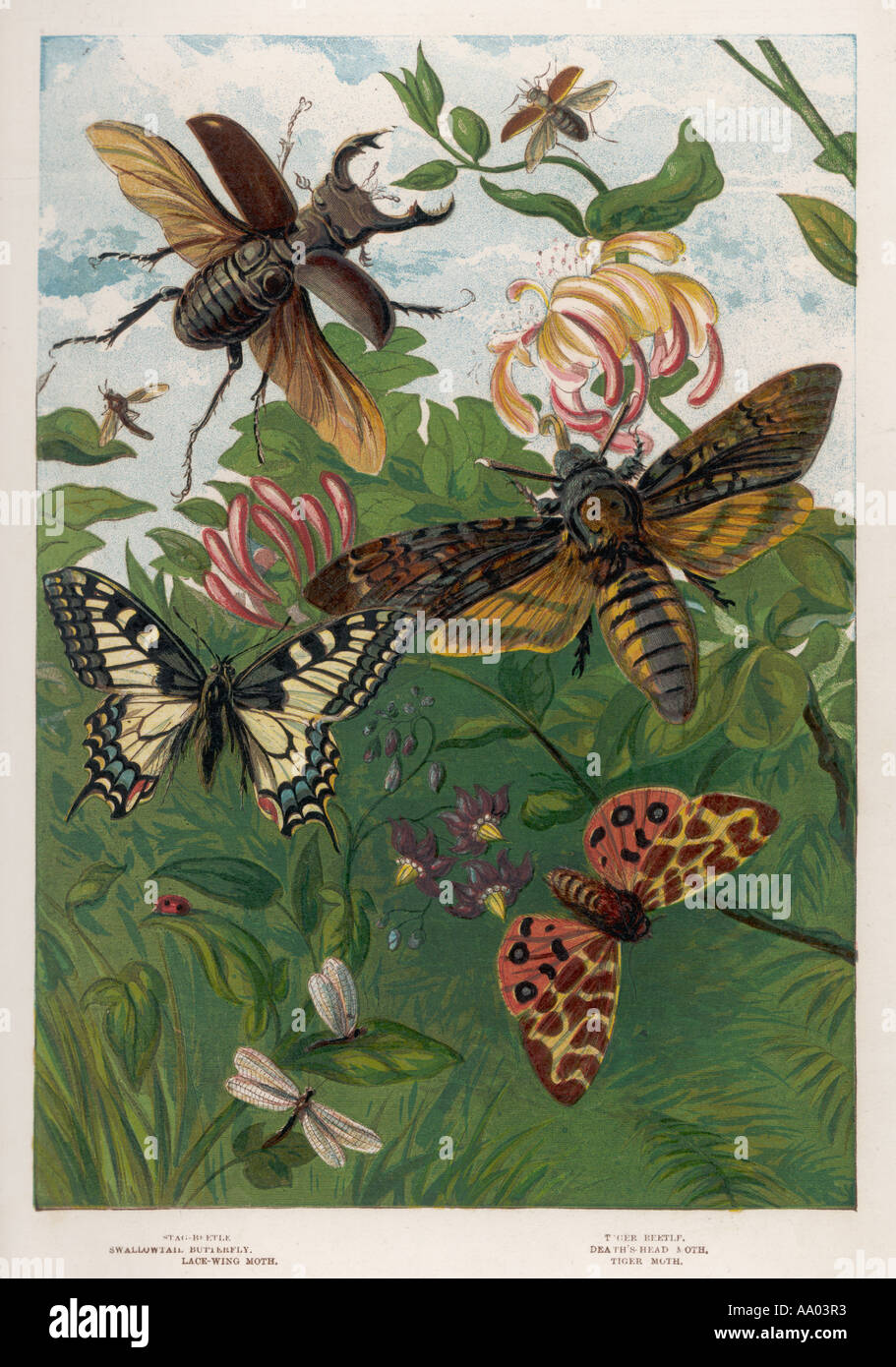 Assorted beetles hi-res stock photography and images - Alamy