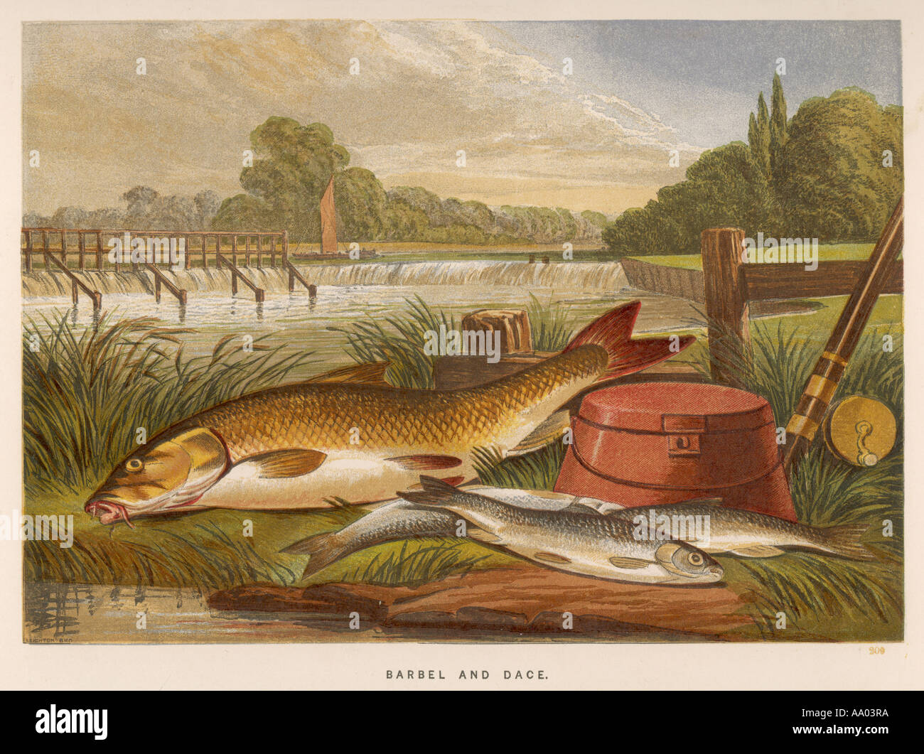 Dace fish hi-res stock photography and images - Alamy