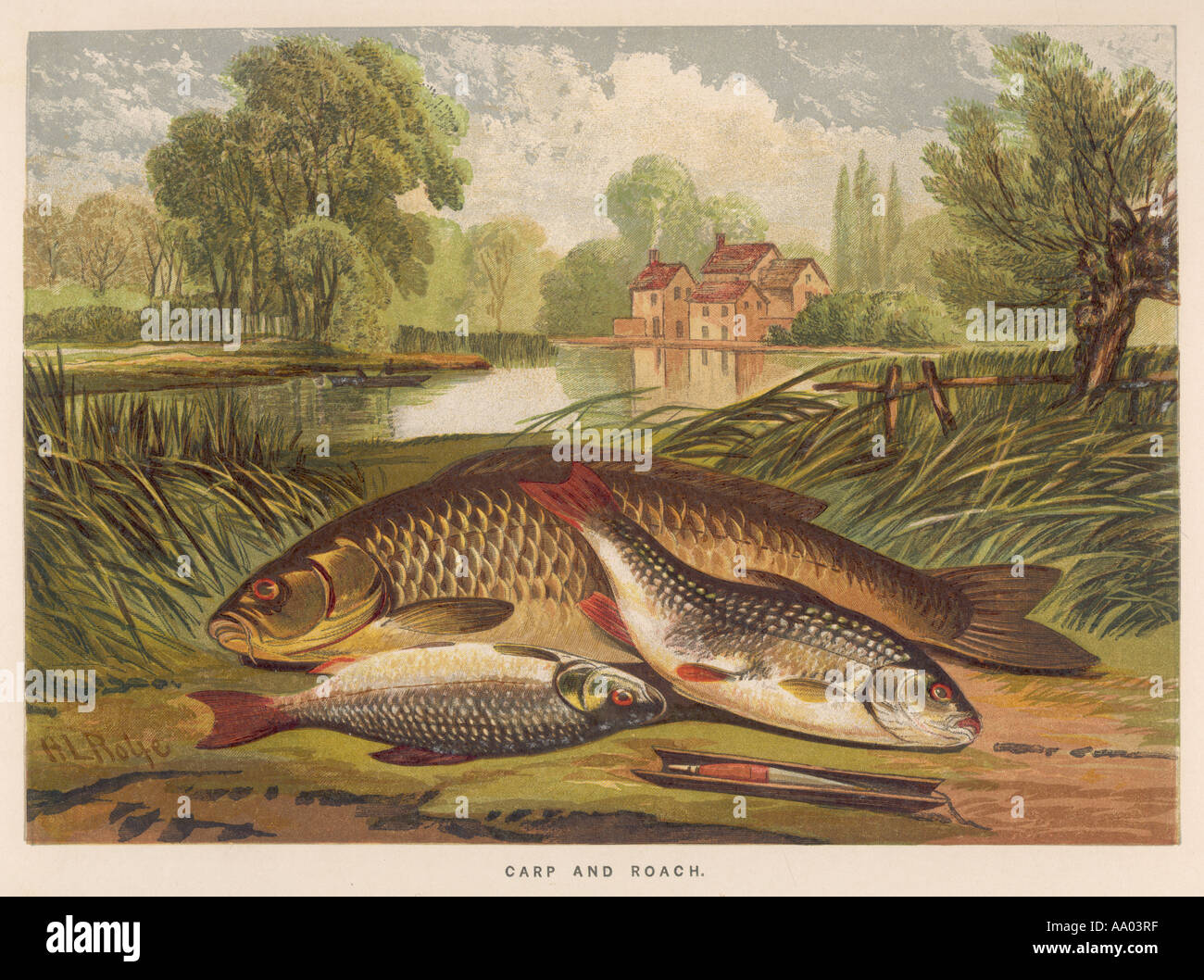 Carp species hi-res stock photography and images - Alamy
