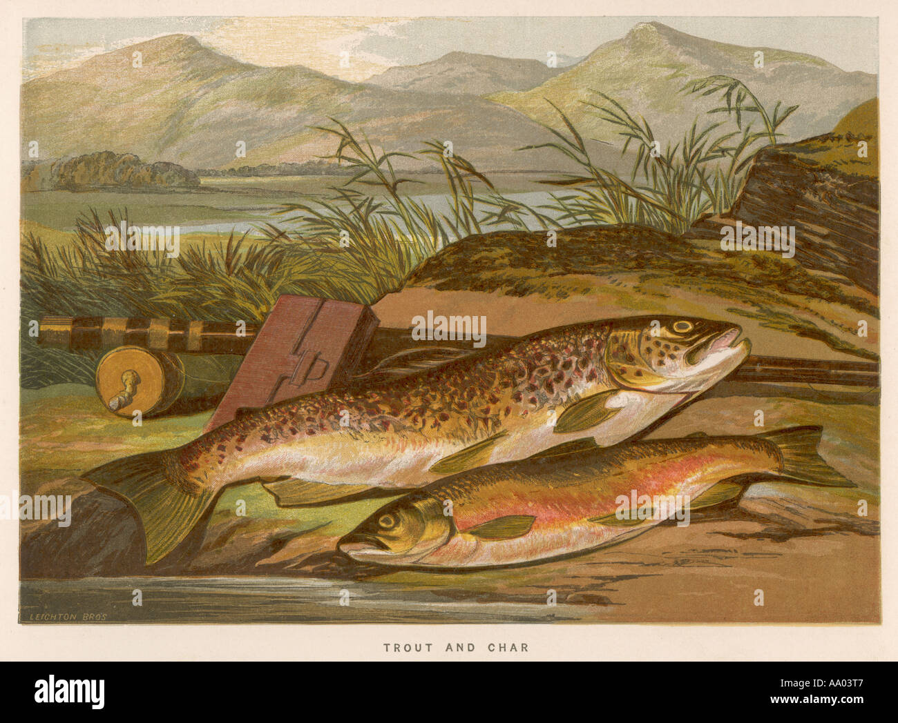 Species of trout hi-res stock photography and images - Alamy