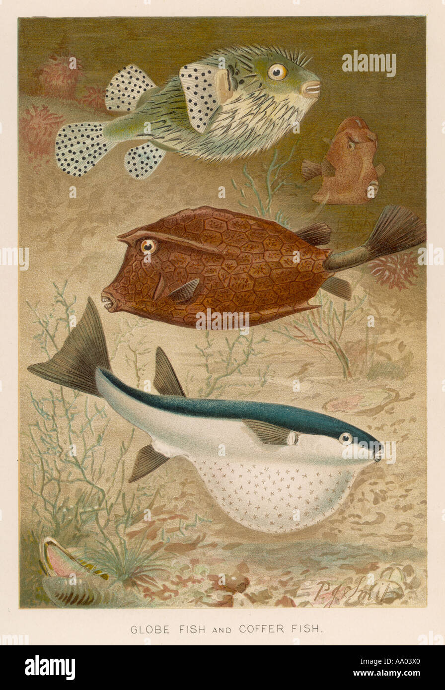 Globe And Coffer Fish Stock Photo - Alamy