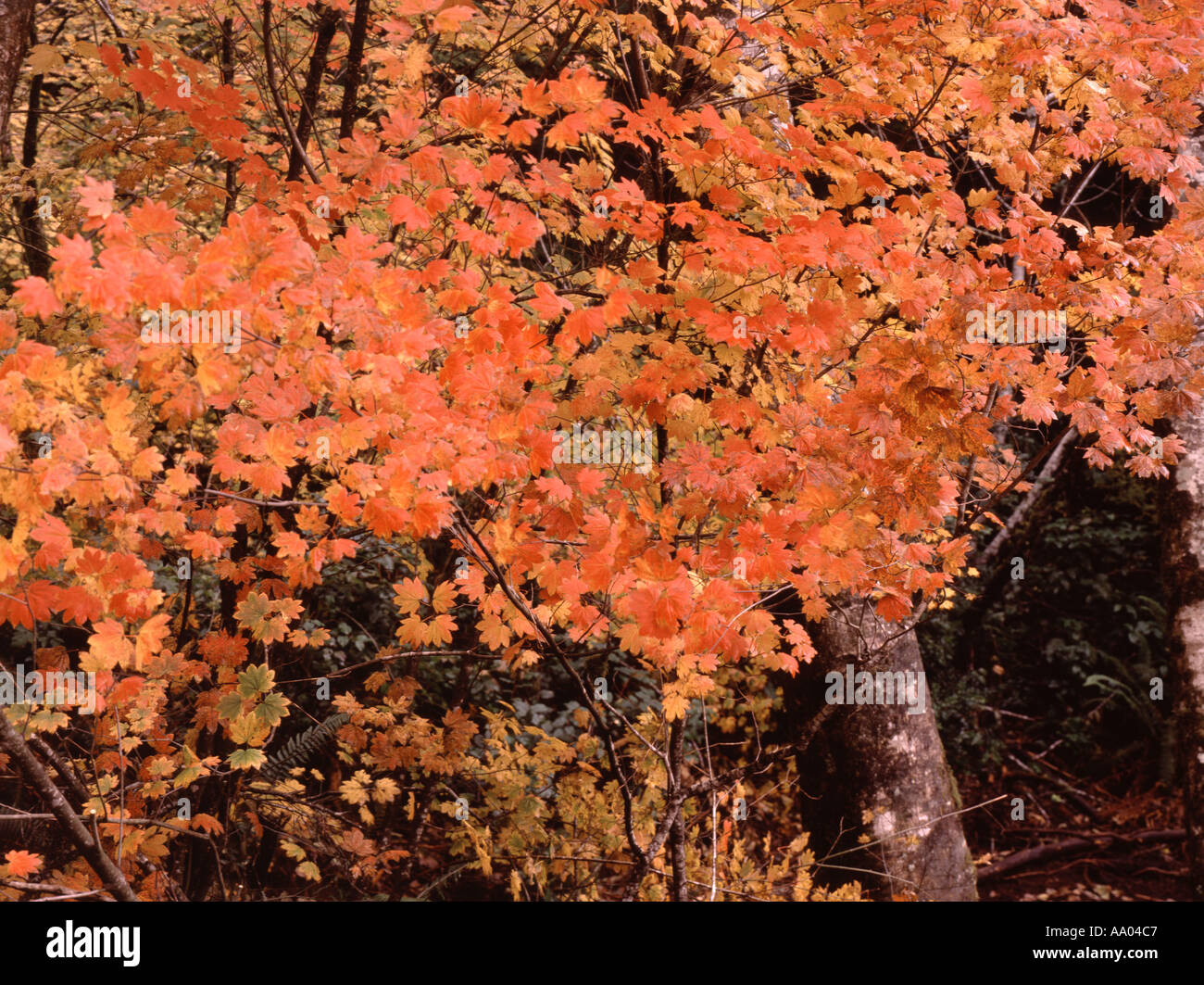 Maple tree twisted branches hi-res stock photography and images - Alamy