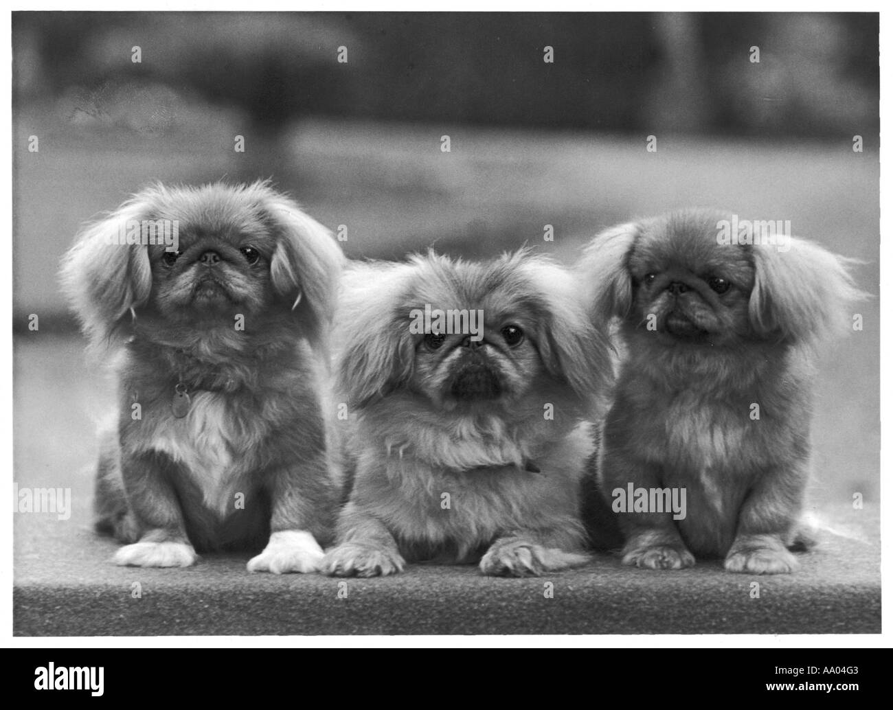 Two pekingese hi-res stock photography and images - Alamy