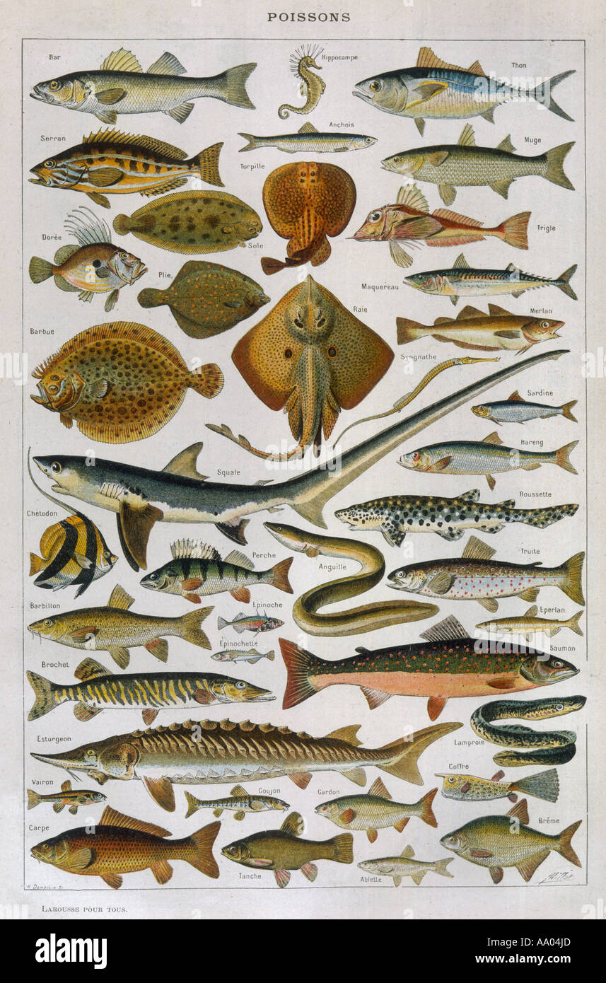 A Selection Of Fish Stock Photo - Alamy