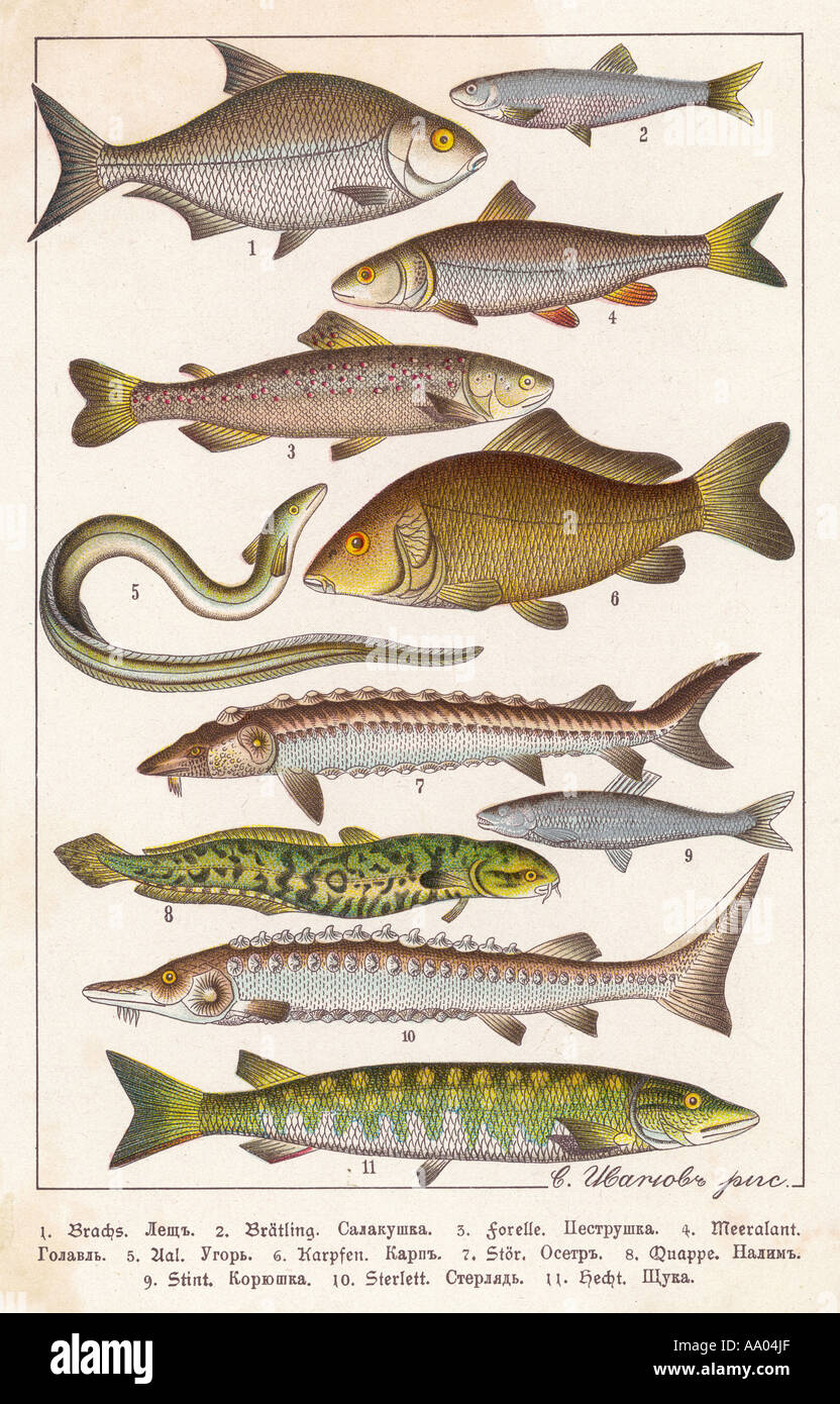 Selection of fish species hi-res stock photography and images - Alamy