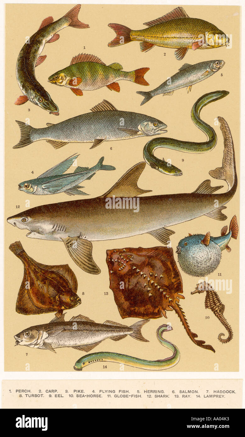 A Selection Of Fish Stock Photo - Alamy