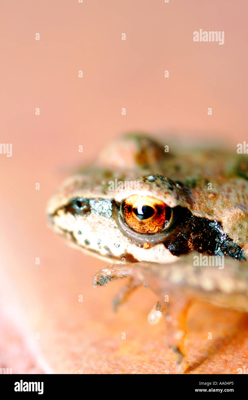Wrinkled frog hi-res stock photography and images - Alamy