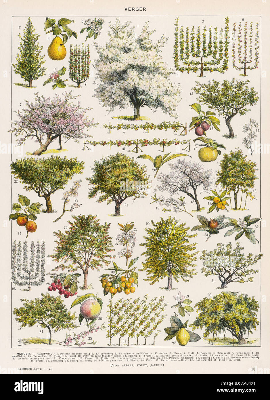 Fruit Tree Culture Stock Photo - Alamy