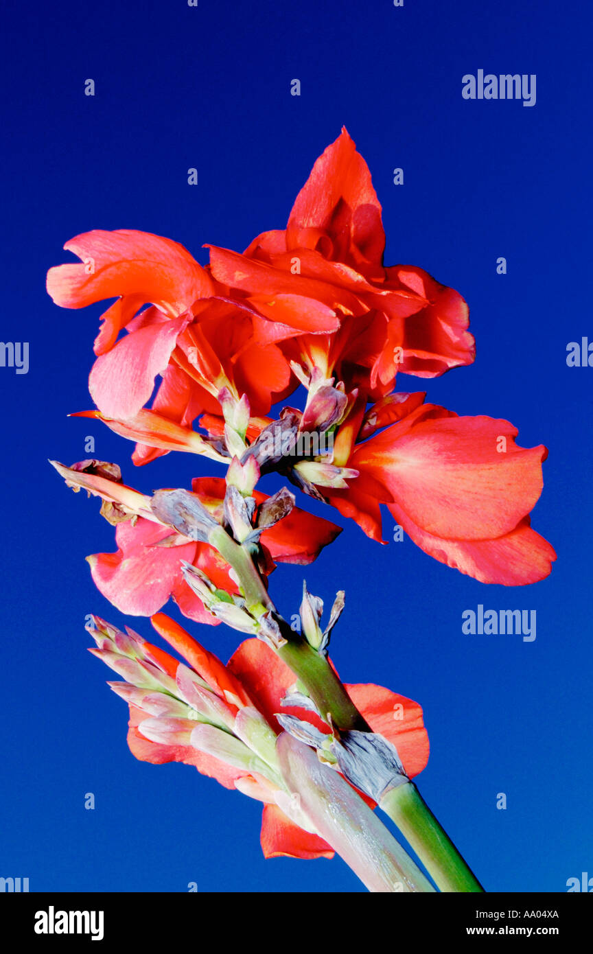 Kana flower hi-res stock photography and images - Alamy