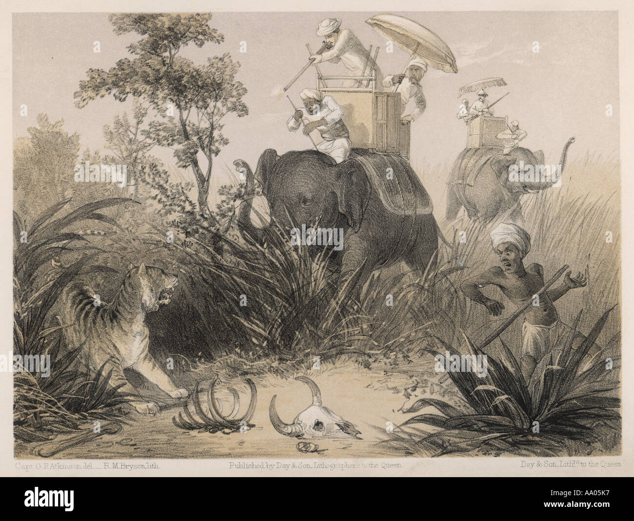 Indian Tiger Hunt 1860 Stock Photo - Alamy
