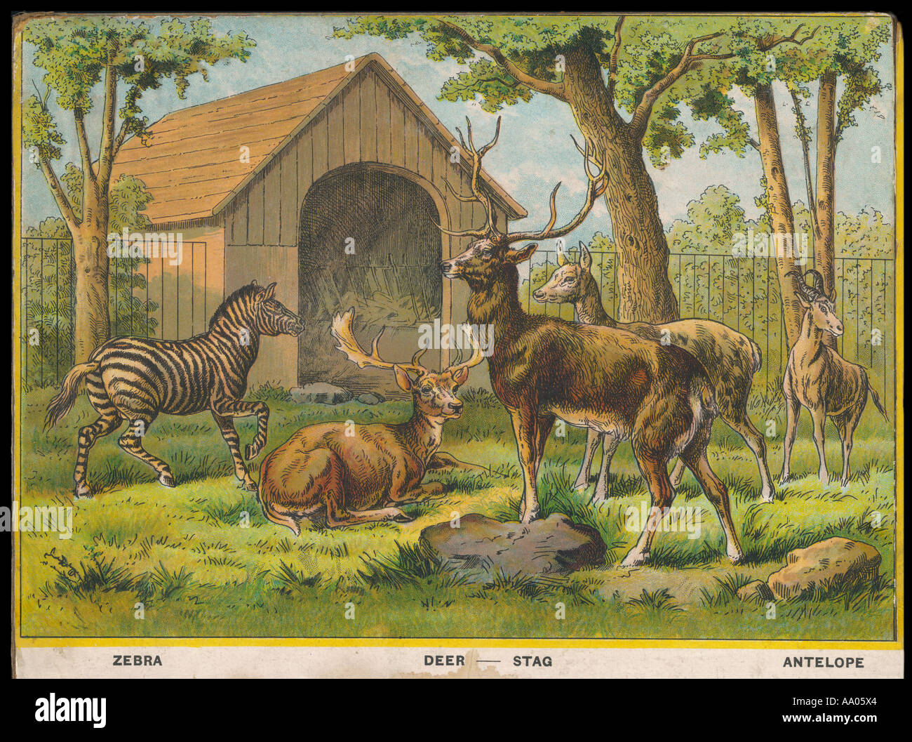 Deer Mixed With Zebra