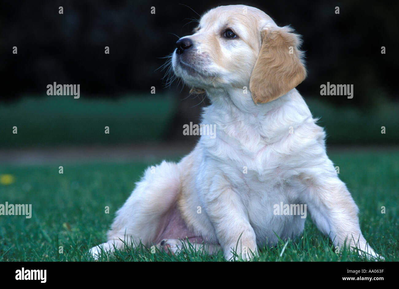 Guide dog puppy Stock Photo - Alamy