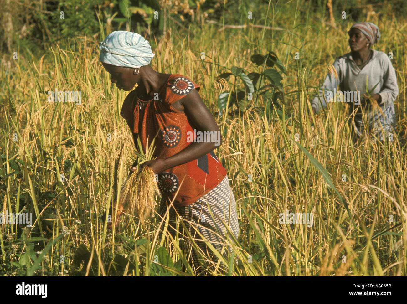 Rice rice fighting fighting rice rice hi-res stock photography and ...