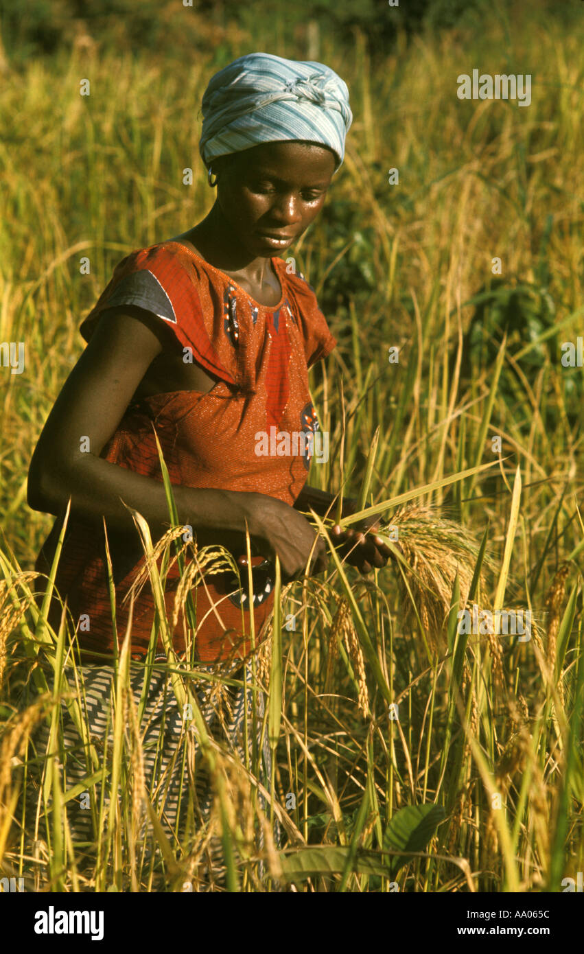 West Africa, Liberia, Slash-and-burn agriculture. Woman of Kpelle ...
