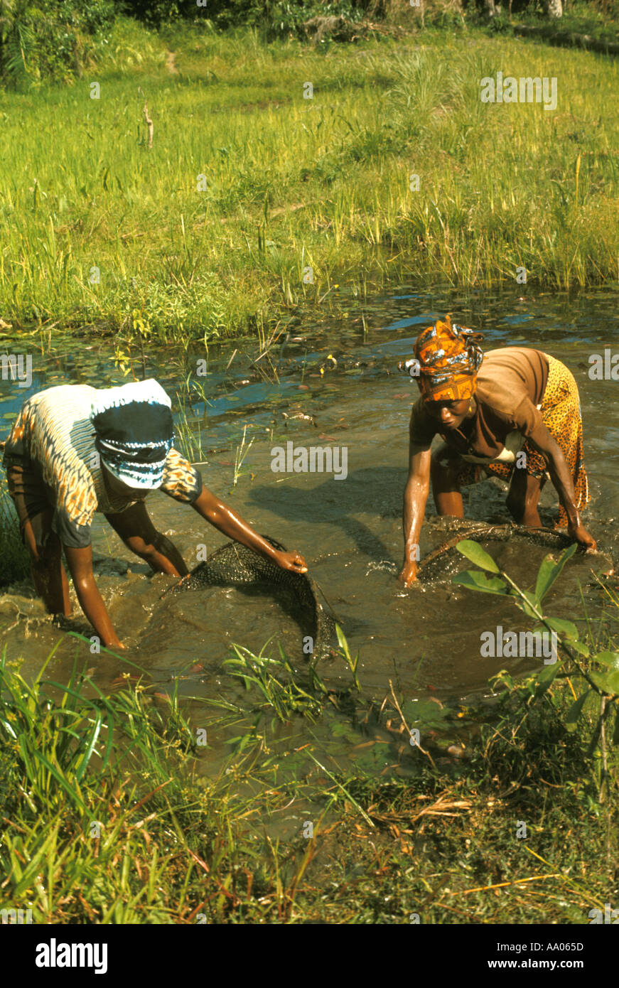 Liberia, West Africa. Women of Kpelle ethnic group fishing with hand ...