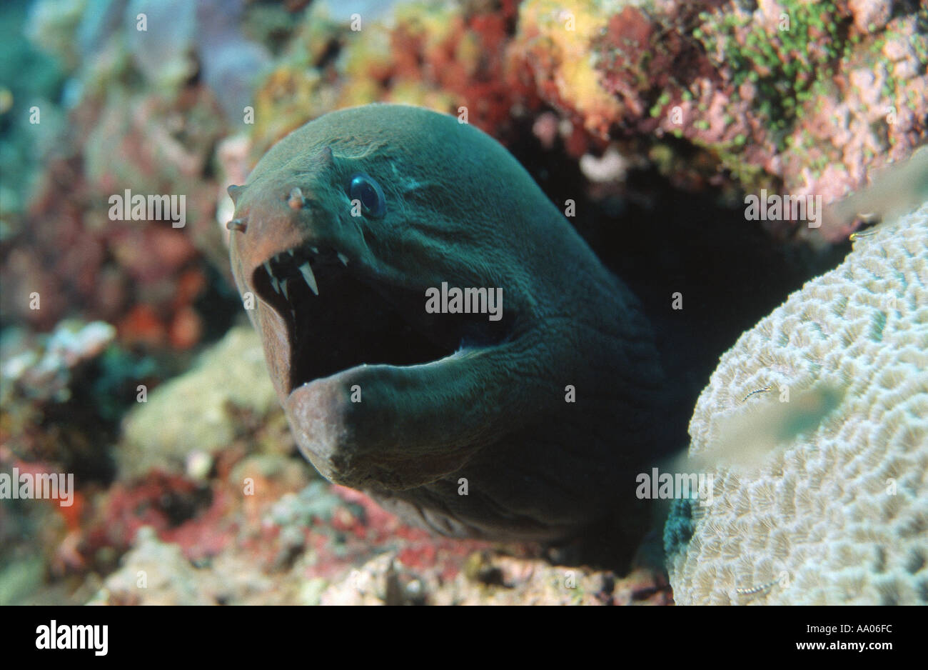 Face to face with a head of a moray eel Stock Photo - Alamy