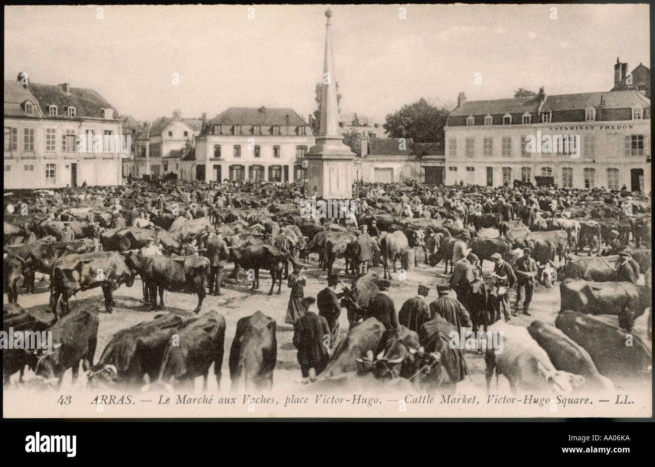 Arras Cattle Market 1905 Stock Photo - Alamy
