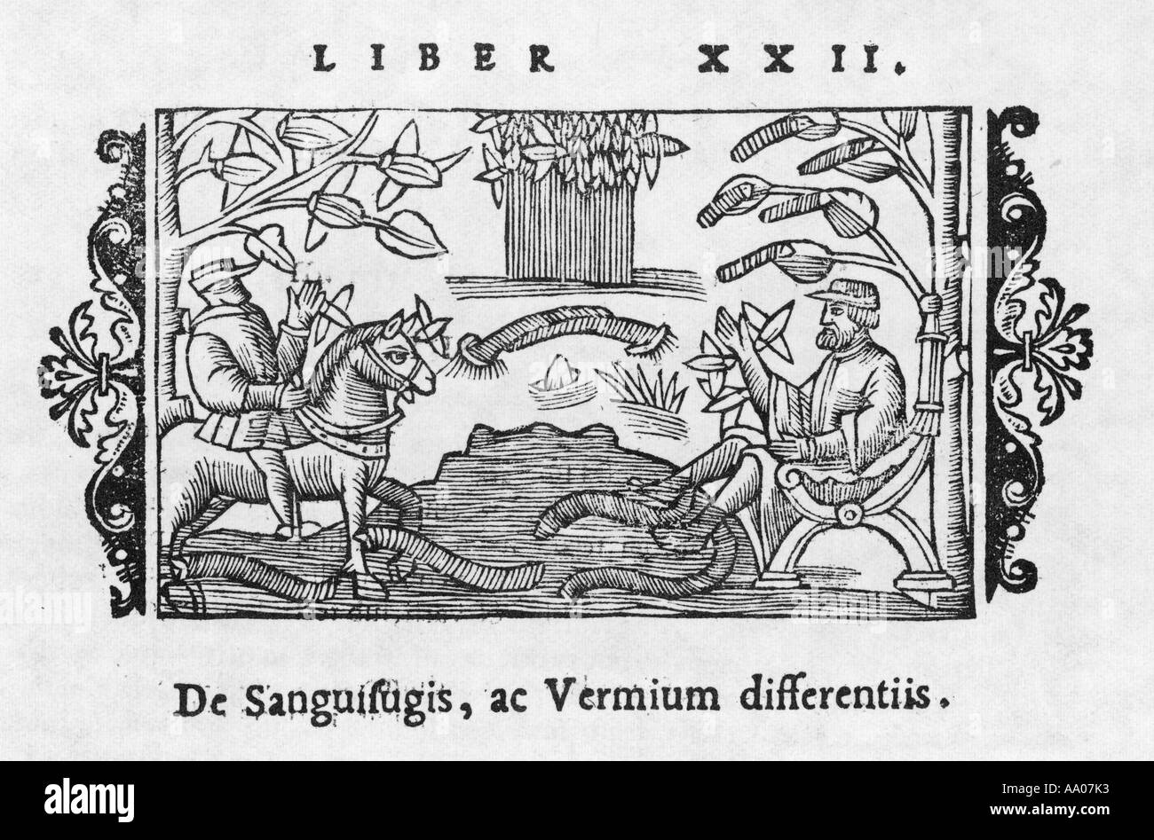 Leeches For Medical High Resolution Stock Photography and Images - Alamy