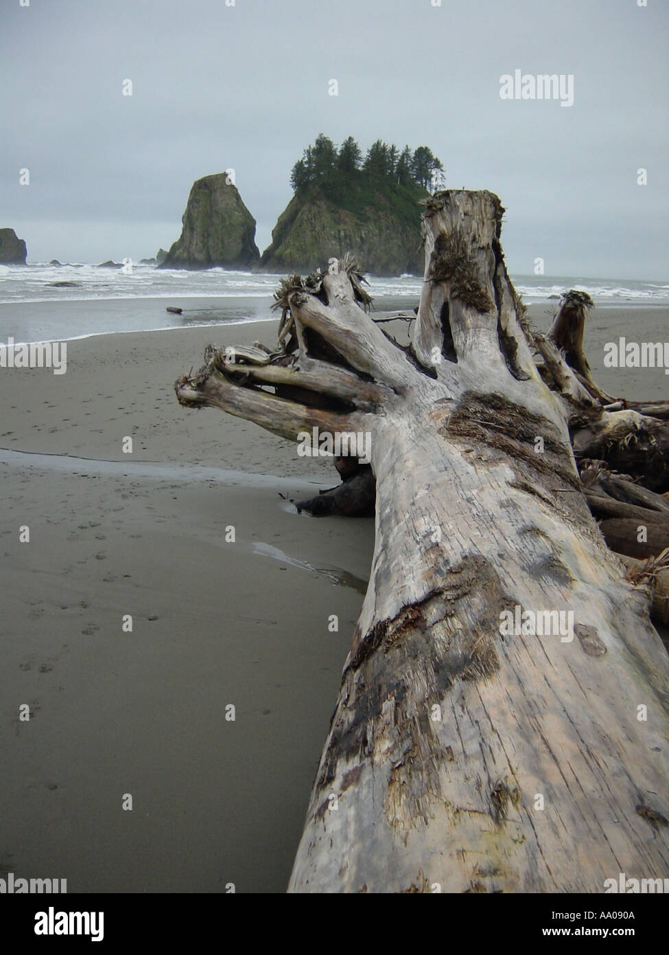 Olympic peninsula washington timber hi-res stock photography and images ...