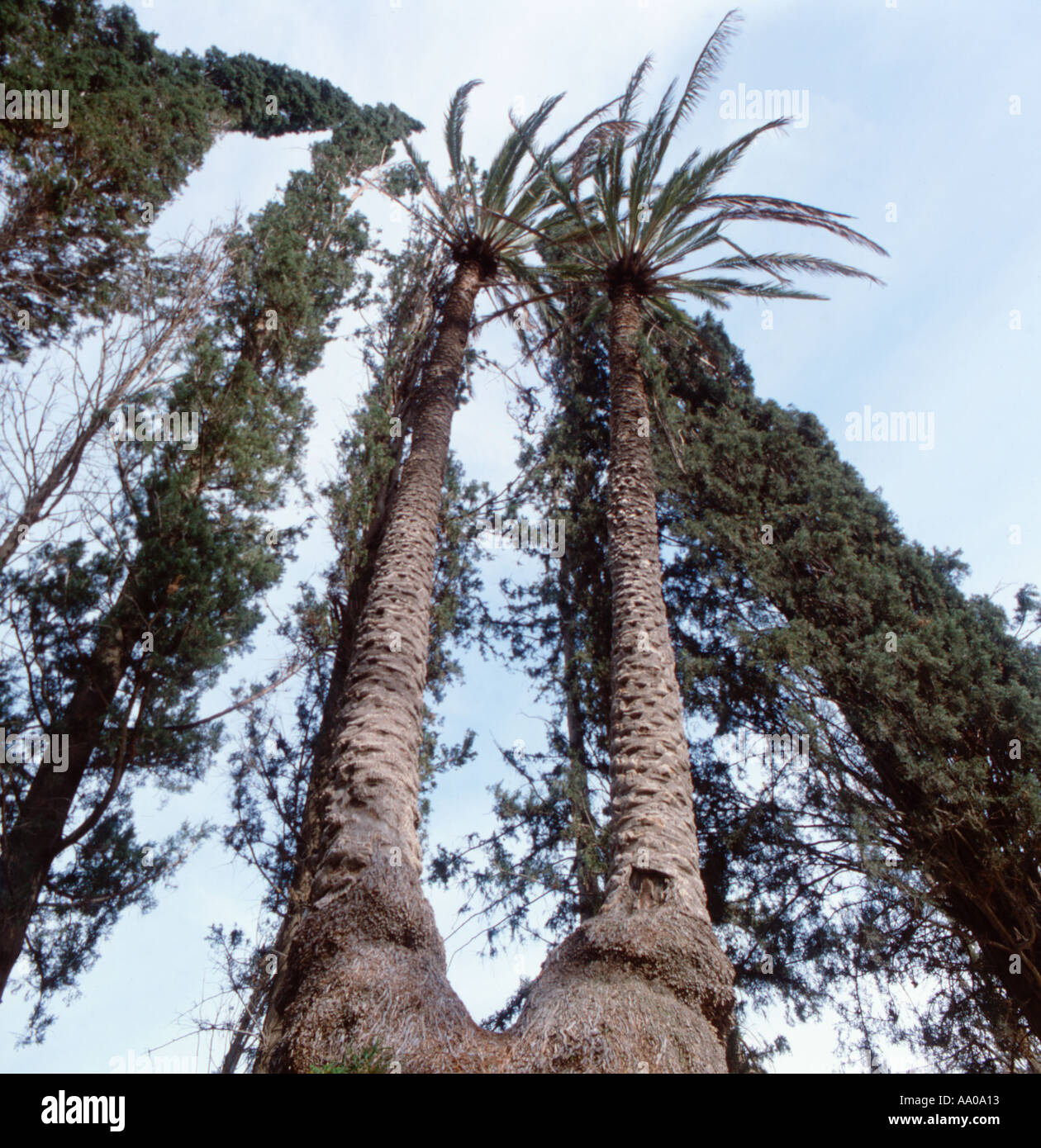 Palm trees in Cyprus Stock Photo - Alamy