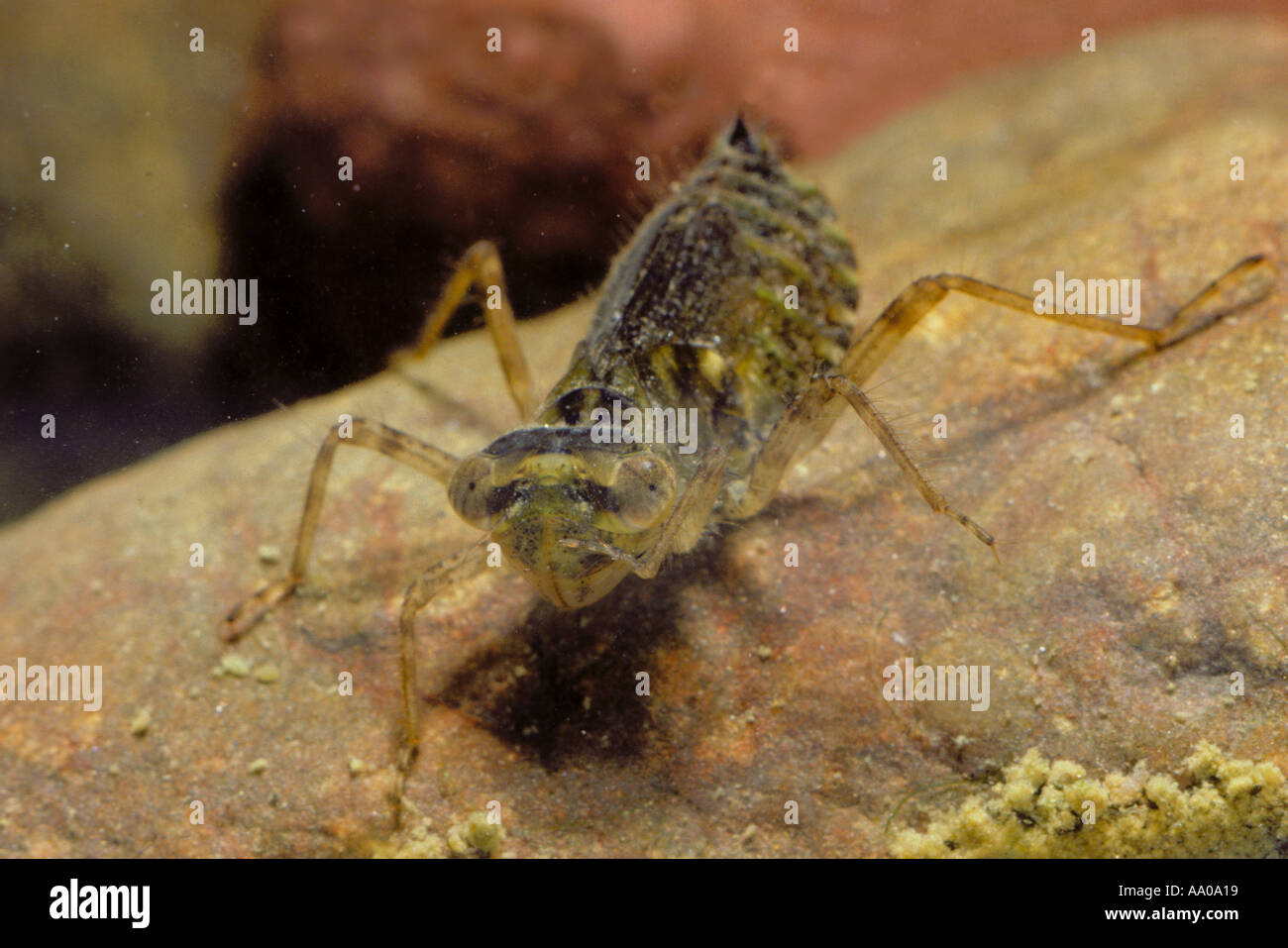 Darter Dragonfly, Sympetrum sp. Nymph on pond Stock Photo - Alamy