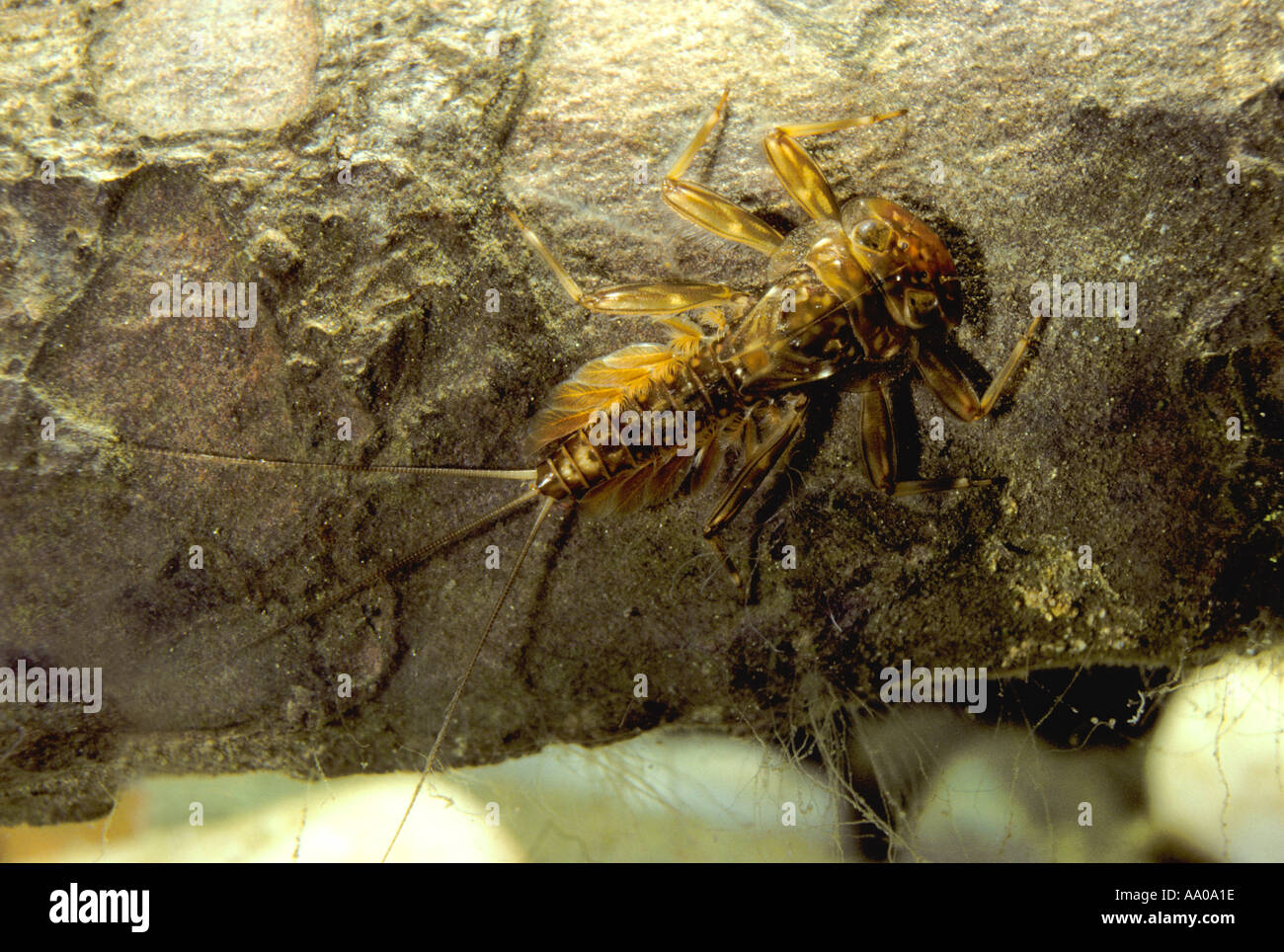 Mayfly nymphs hi-res stock photography and images - Alamy
