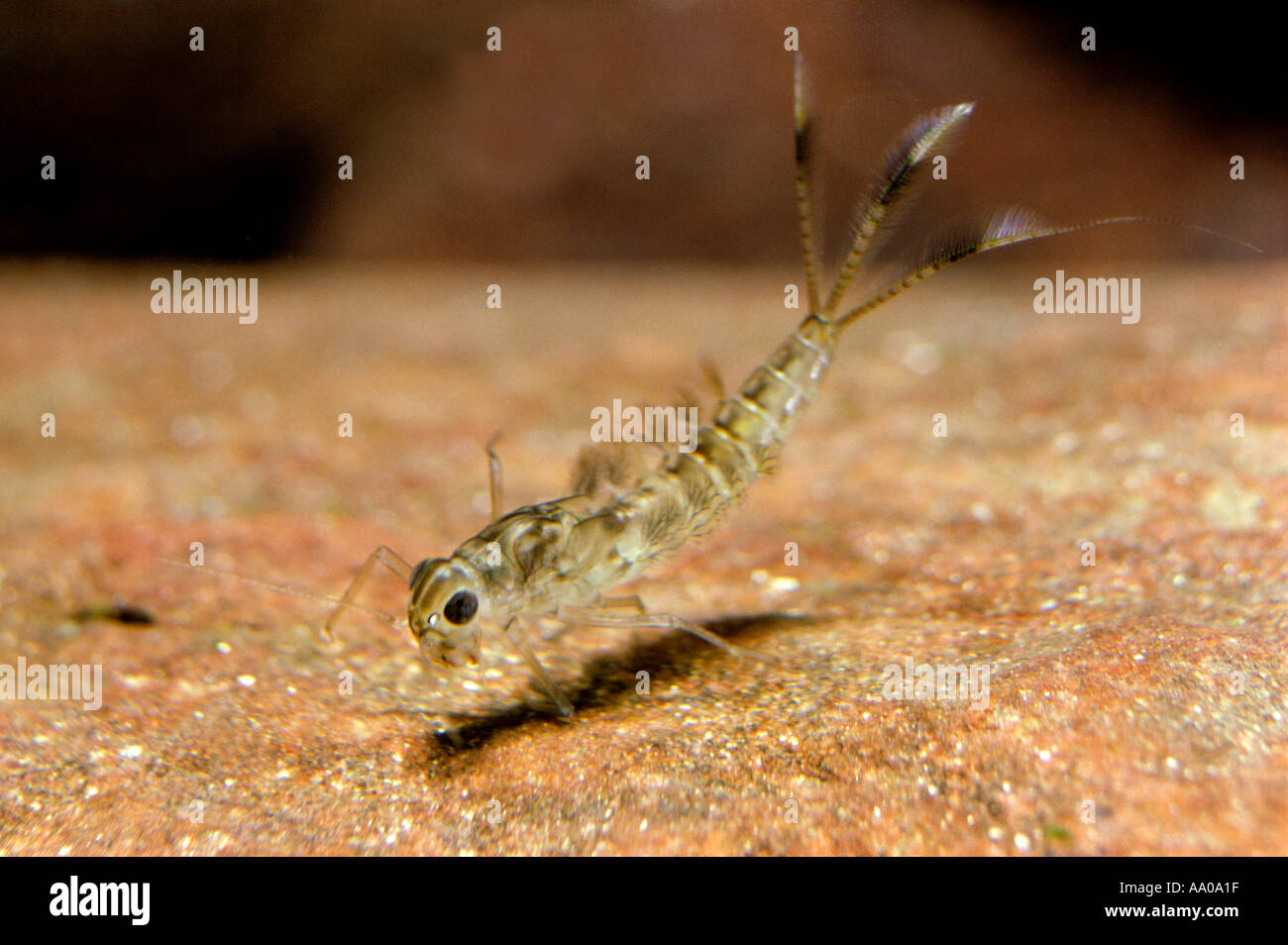 Mayfly nymphs hi-res stock photography and images - Alamy