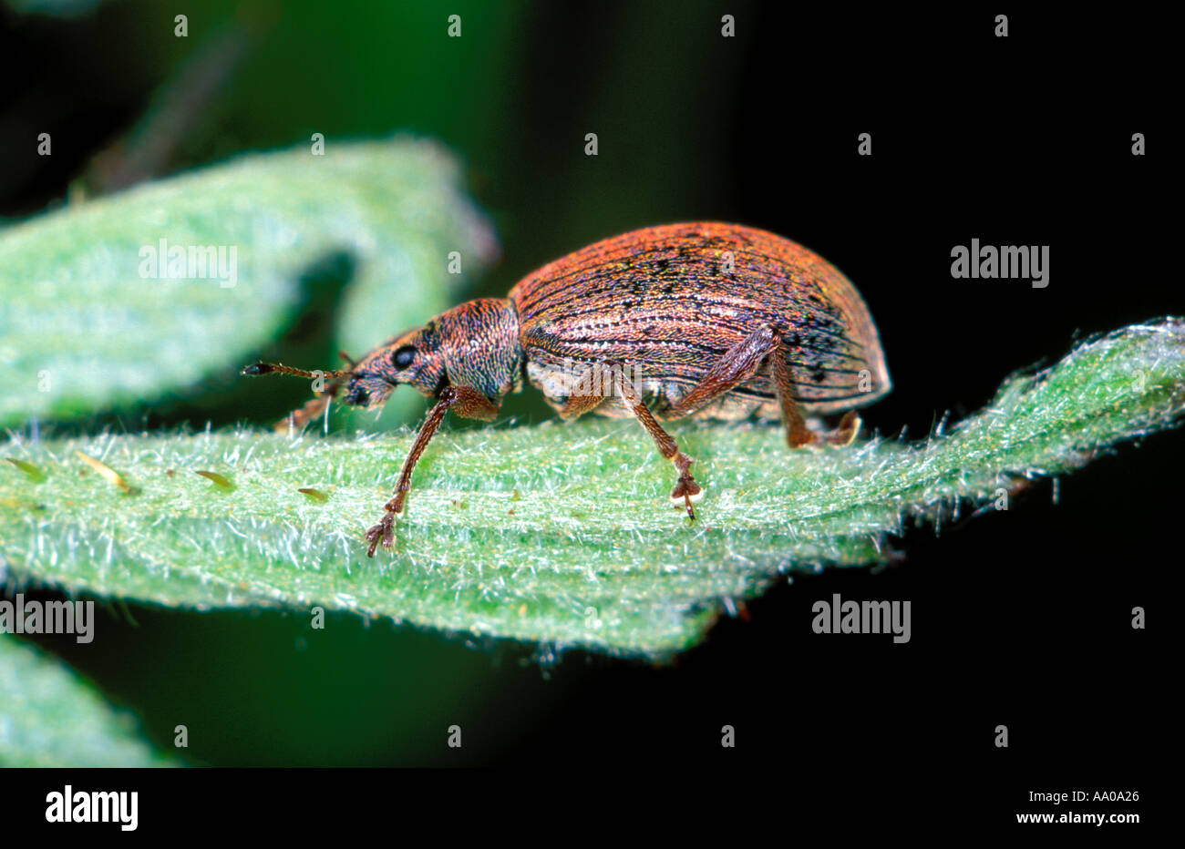 Polydrusus hi-res stock photography and images - Alamy