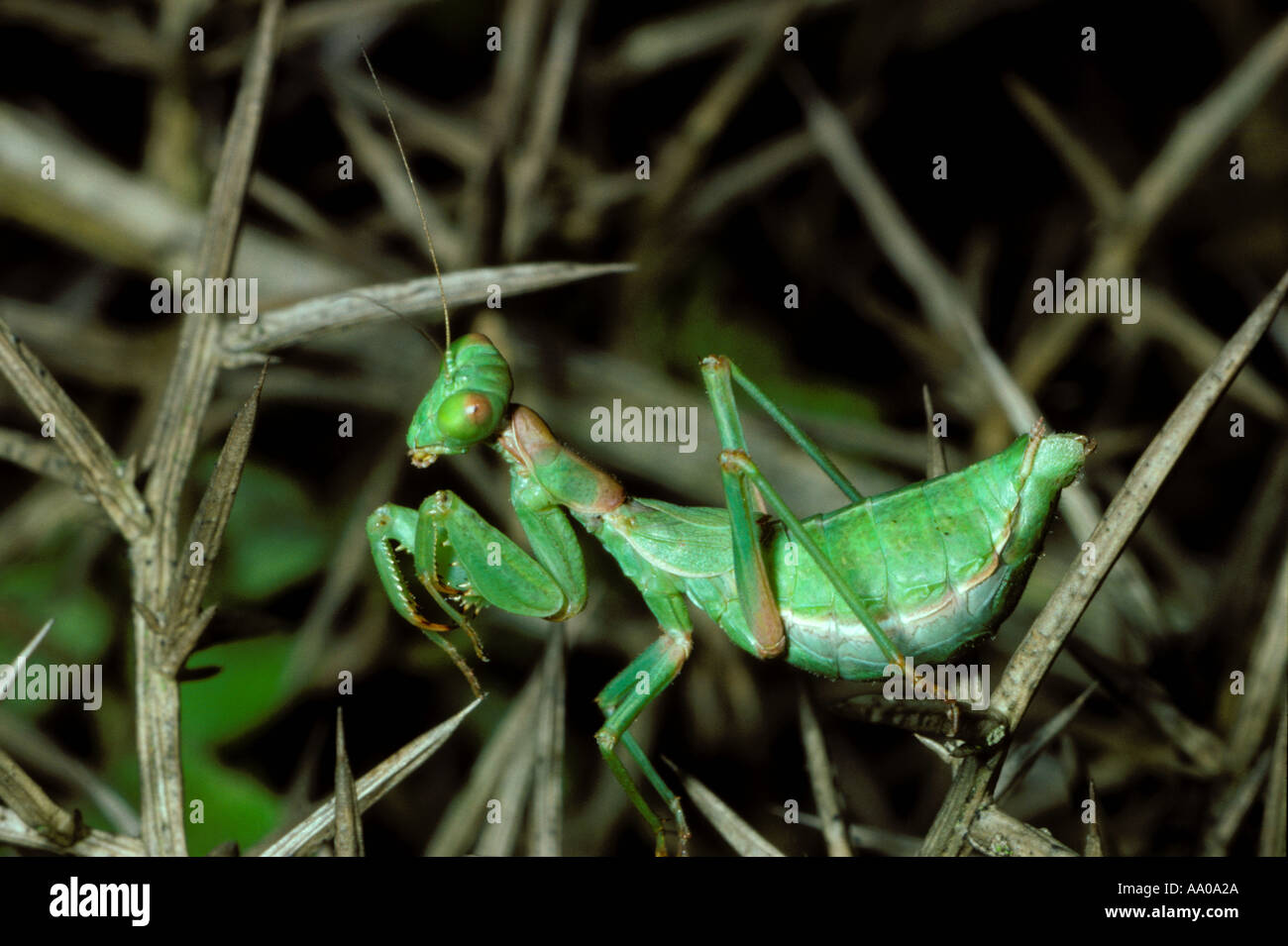 Mantids insects hi-res stock photography and images - Alamy
