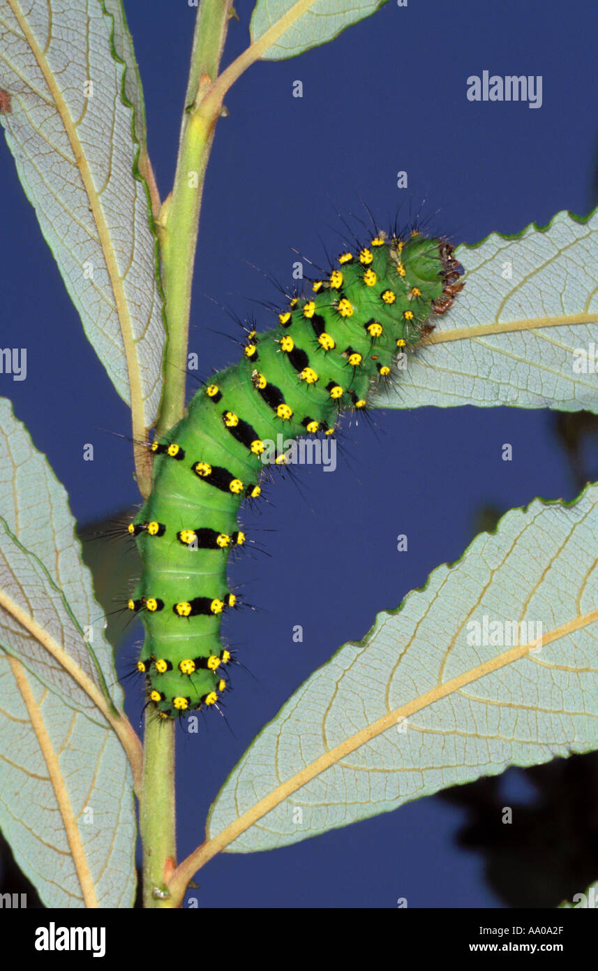 Emperor Moth, Saturnia pavonia. Larva Stock Photo - Alamy