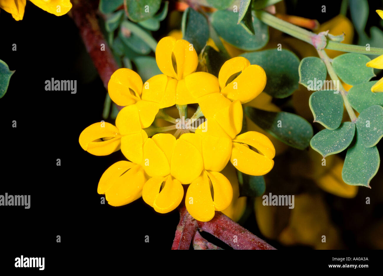 Plant, Cytisus sessilifolius. Leaves and flowers Stock Photo - Alamy