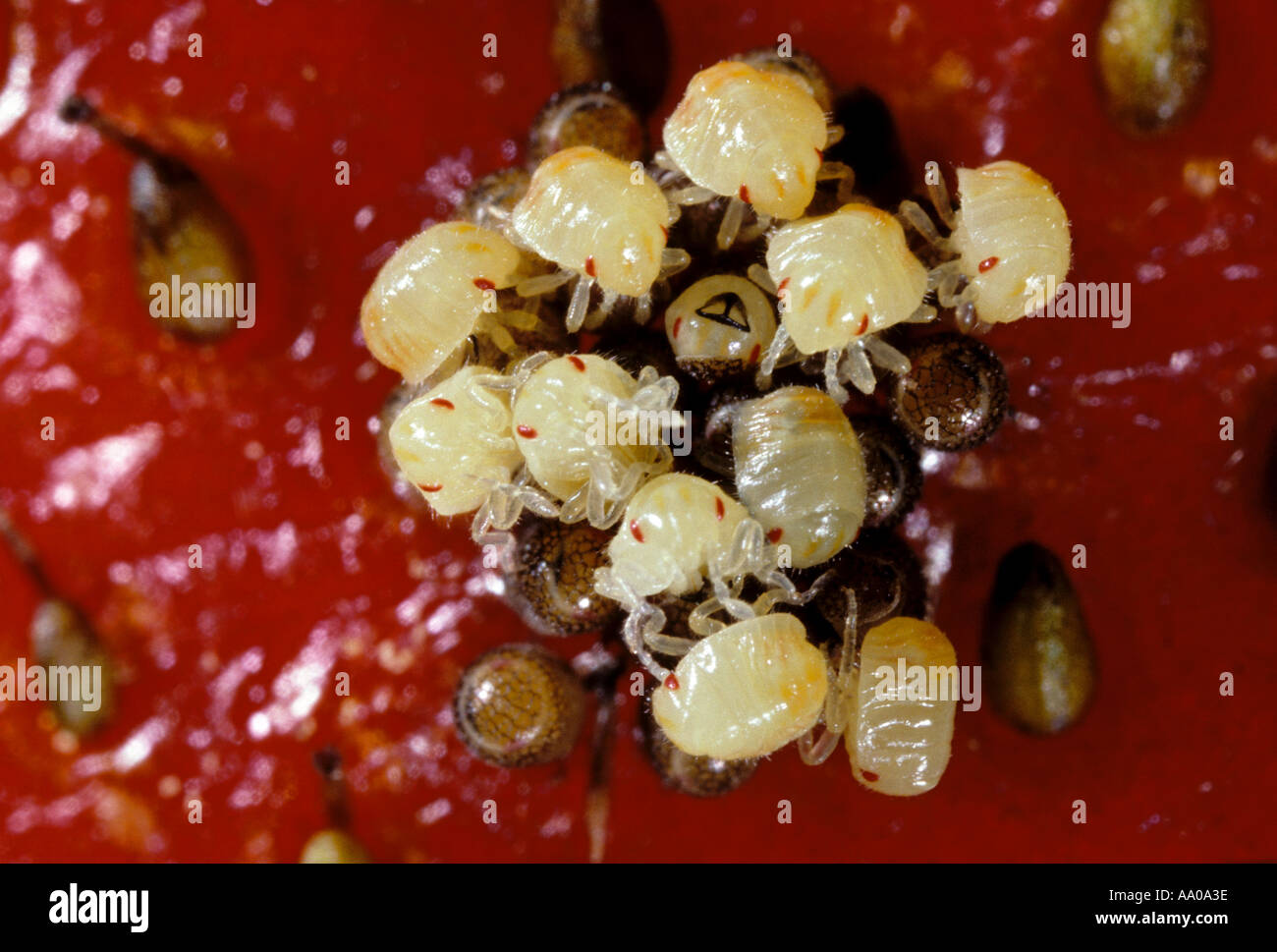 Pentatomidae hi-res stock photography and images - Alamy