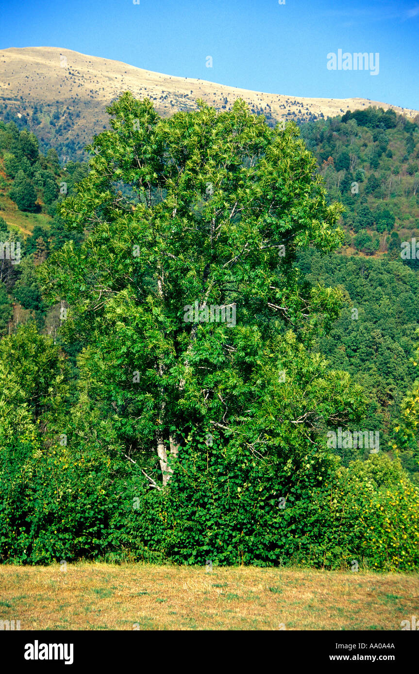 Common or European Ash Tree, Fraxinus excelsior. Pyrenees Stock Photo ...