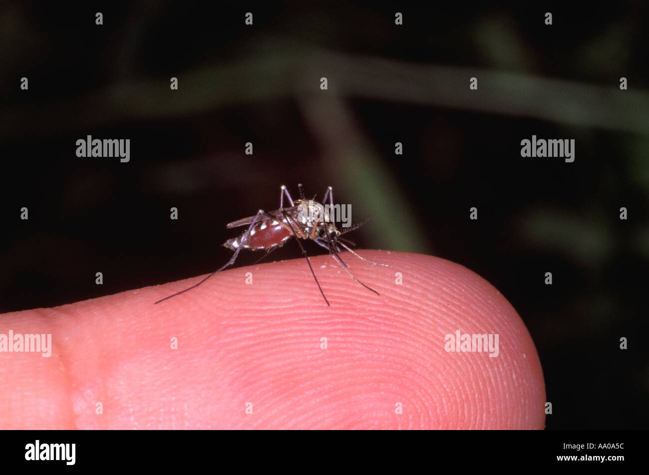 Mosquito aedes sp hi-res stock photography and images - Alamy