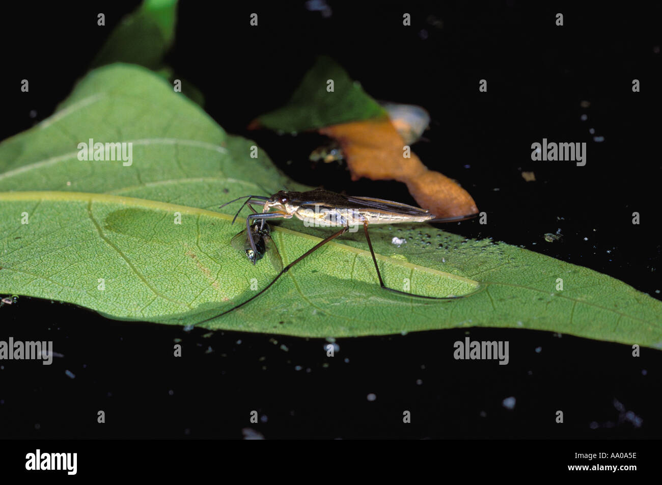 Pond skater prey hi-res stock photography and images - Alamy